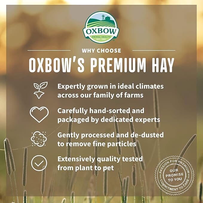OXBOW Makanan Anakan Kelinci Alfalfa Hay Sharing 500gr– Pet Republic ...